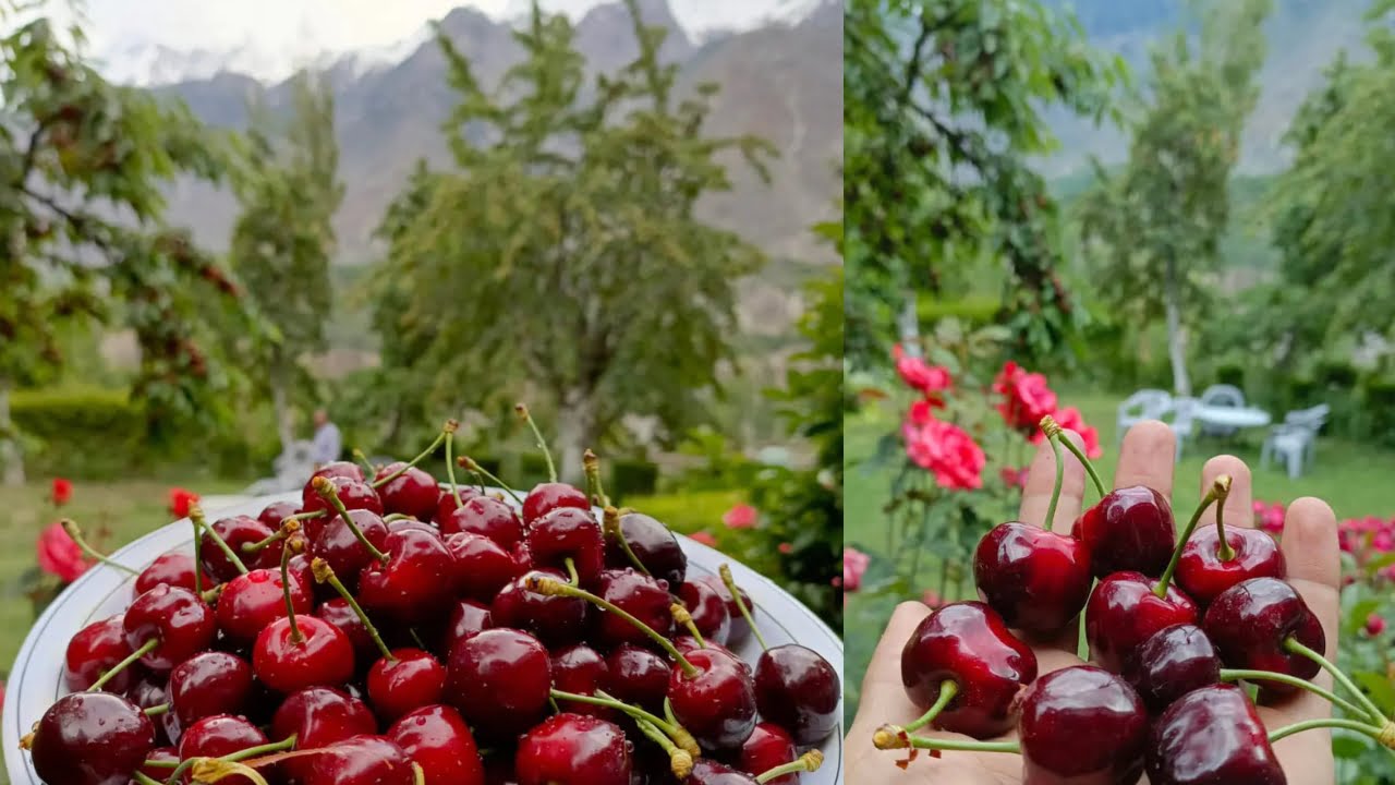 1st Bulk of Cherry exports from Gilgit Baltistan to China